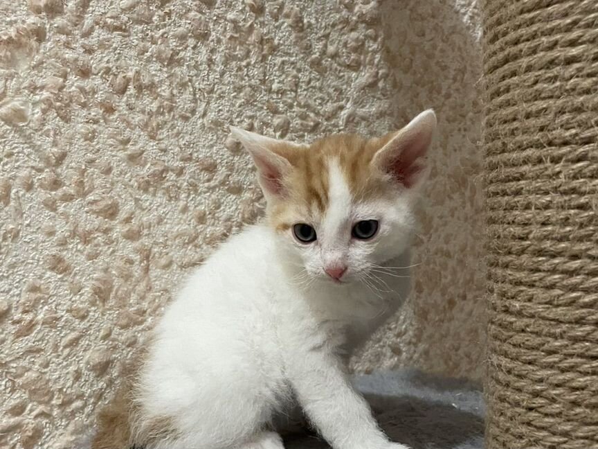 Котята от чистопородной кошечки