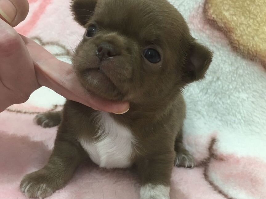 Щенок чихуахуа чихуахуа мальчик РКФ