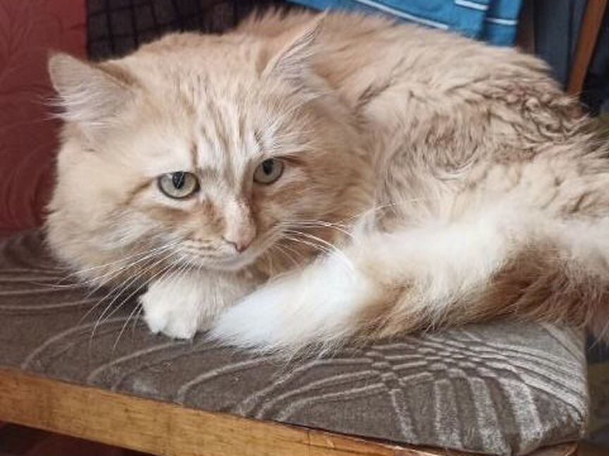 Домашний ласковый кот