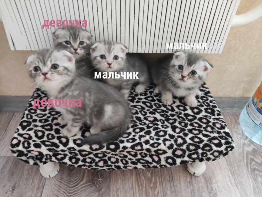 Шотландская