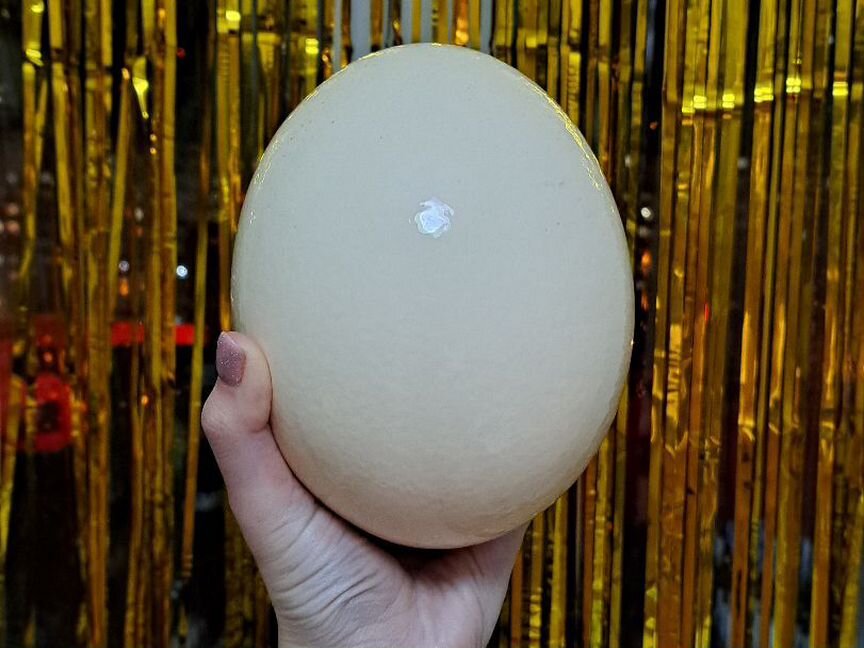 Страусиное яйцо