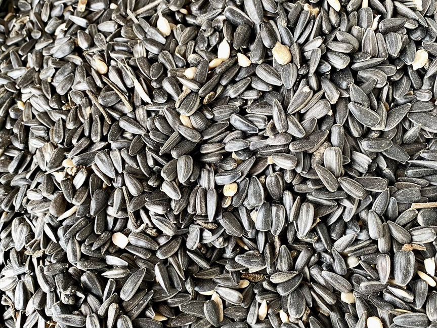 Семечки подсолнечника для птиц