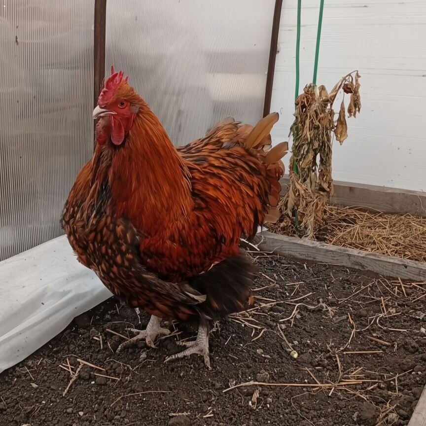 Петух орпингтон золотисто-окаймленный