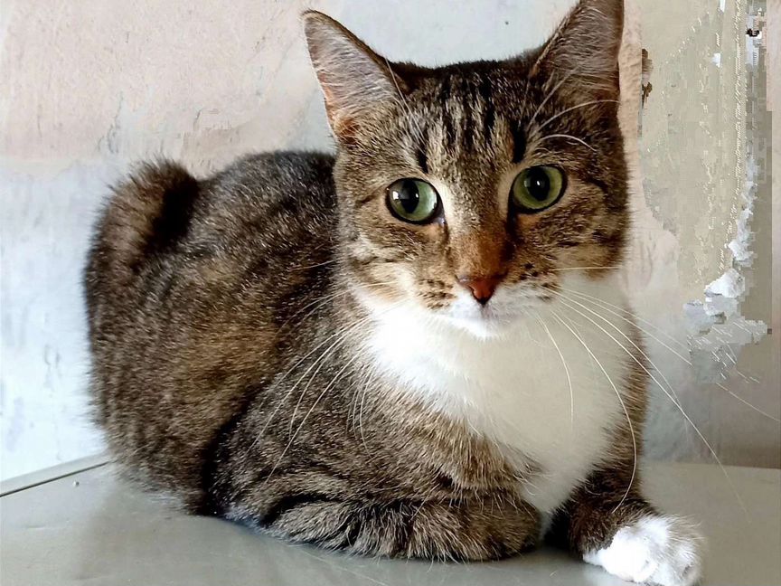 Кошка Лерочка