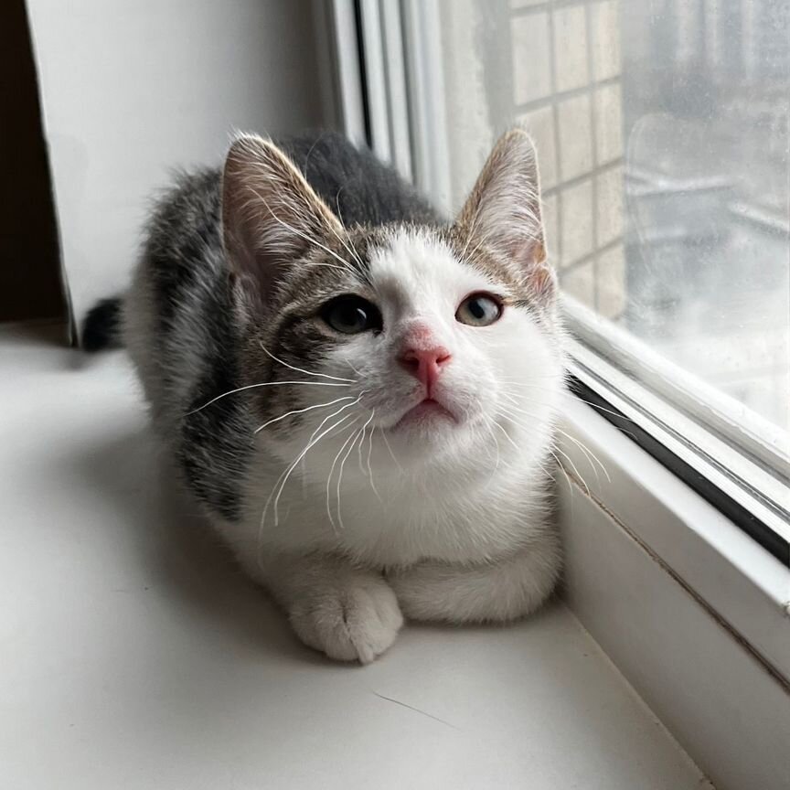Котенок ищет дом