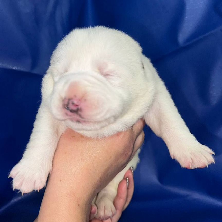 Среднеазиатская овчарка, щенок