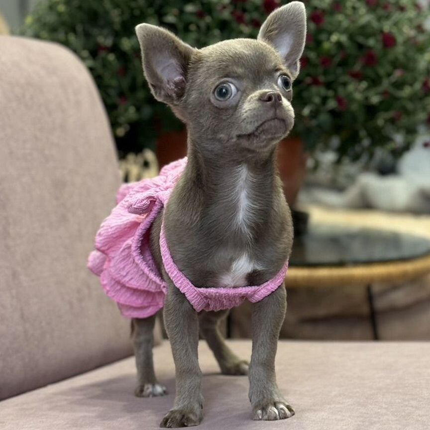 Лиловая Красотка