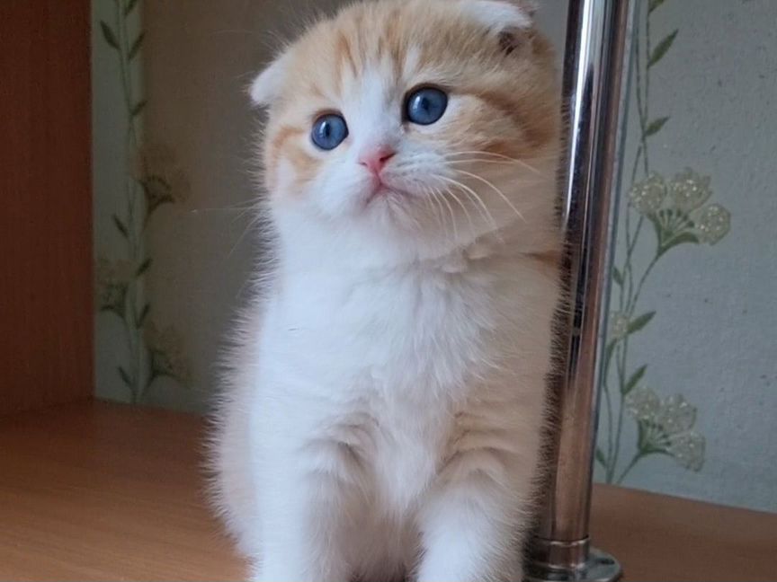 Золотой фолд