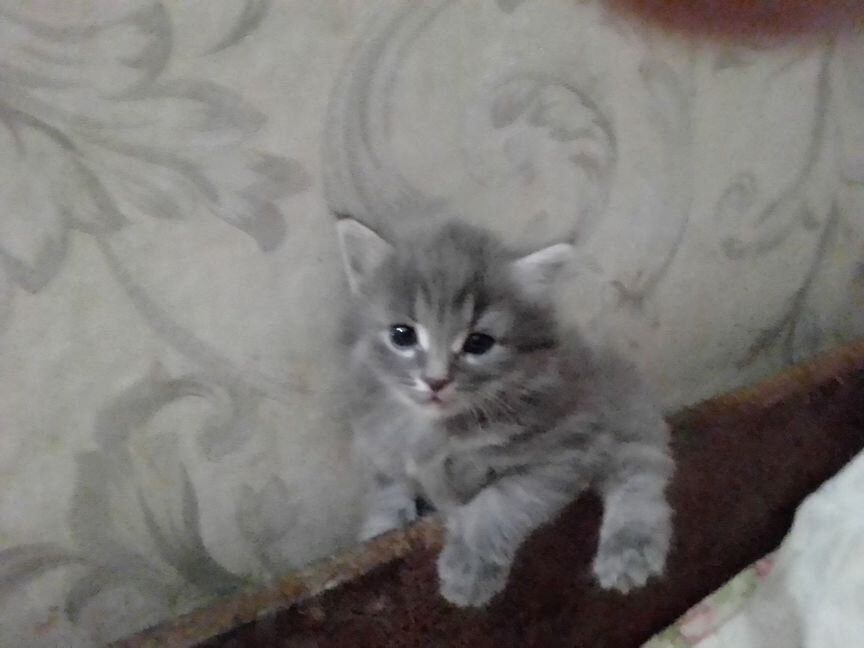 Котята в дар