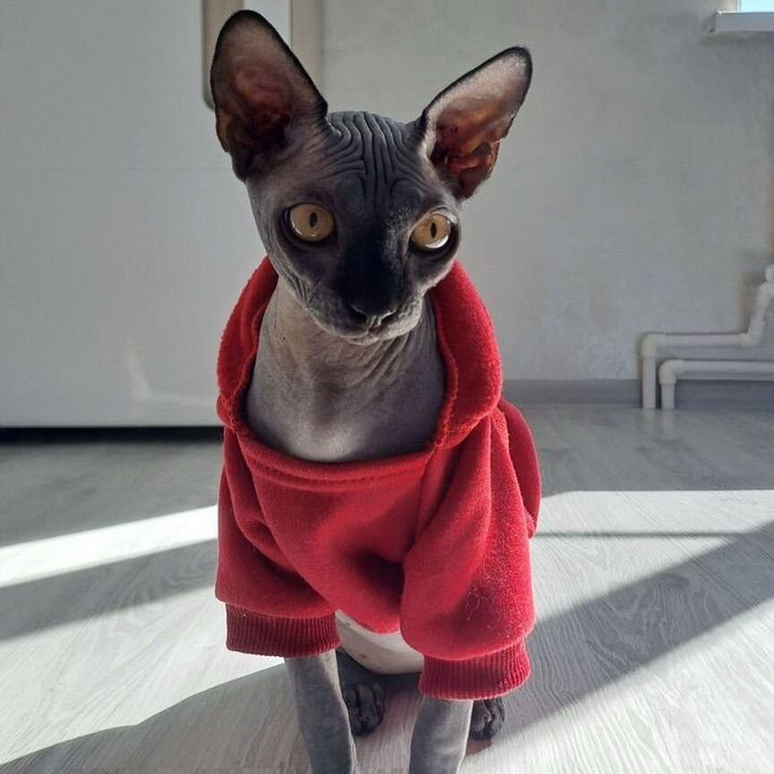 Кот сфинкс вязка сальск