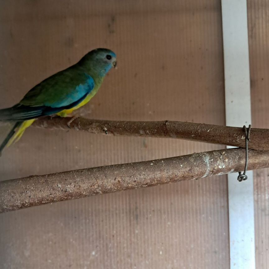 Самка Глянцевая (самка Глянцевого попугая)