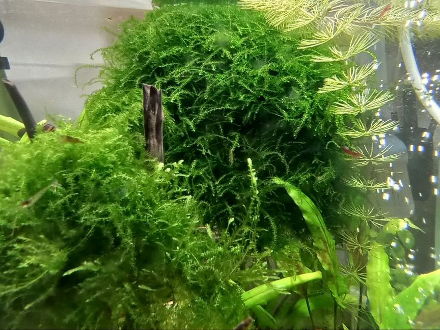 Яванский мох