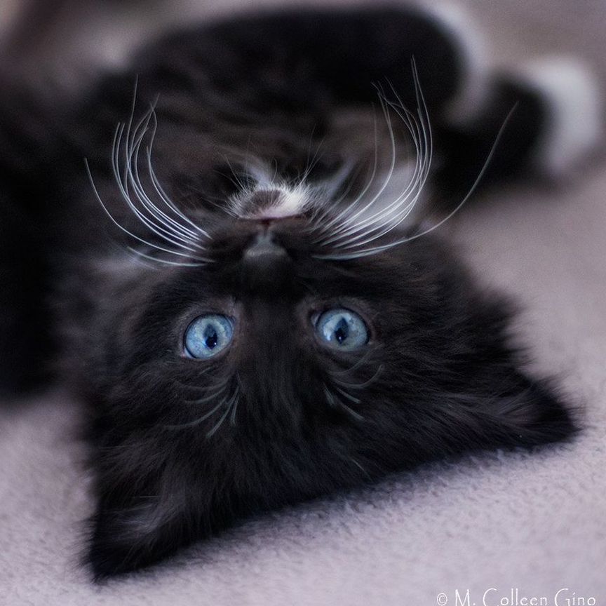 Сибирский котёнок