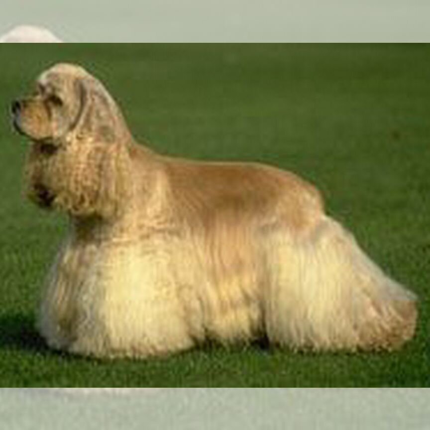 Американский кокер-спаниель, щенок