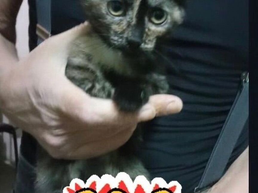 Котенок в добрые руки