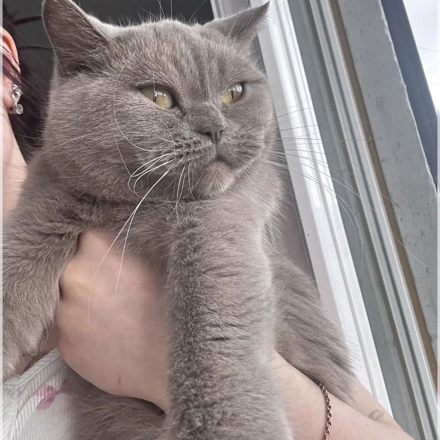 Британская короткошёрстная, взрослая кошка