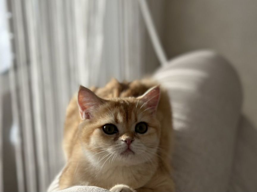 Британская кошечка 5 месяцев