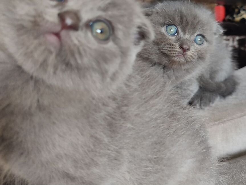 Британская