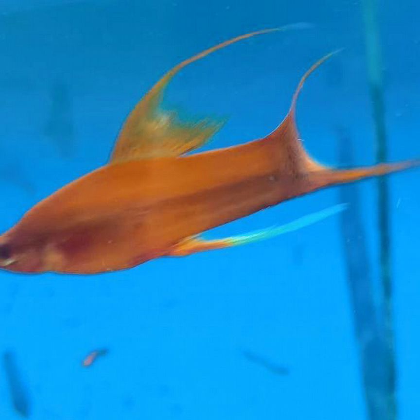 Вильчатые меченосцы