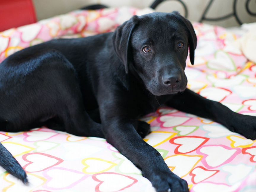 Отдам в добрые руки щенка лабрадора