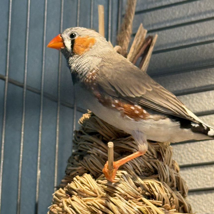 Самцы зебровой амадины