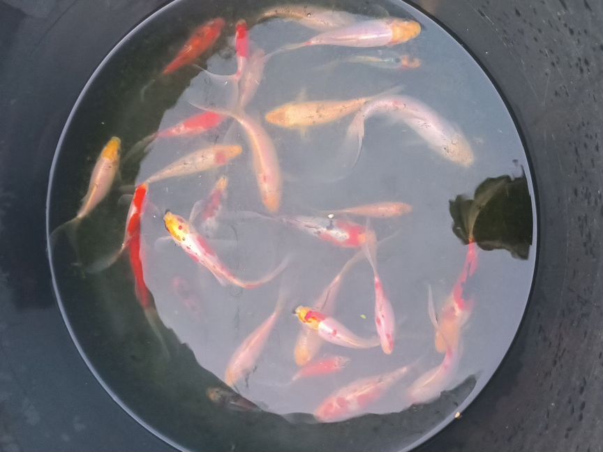 Рыбки кометы