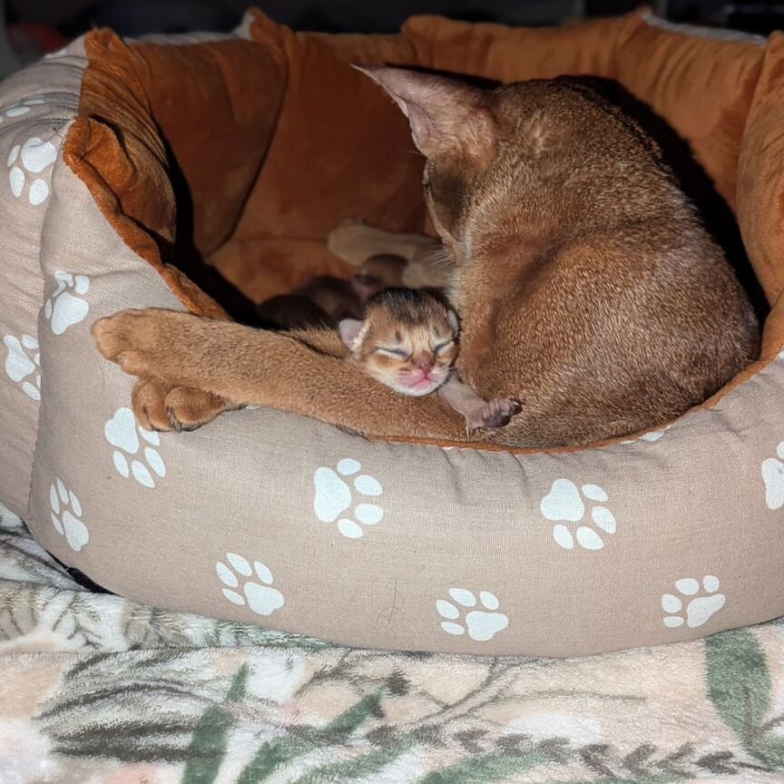 Абиссинские котята