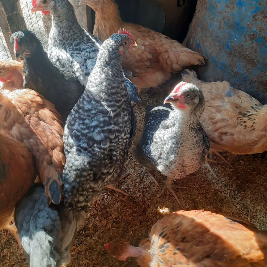 Домашняя птица