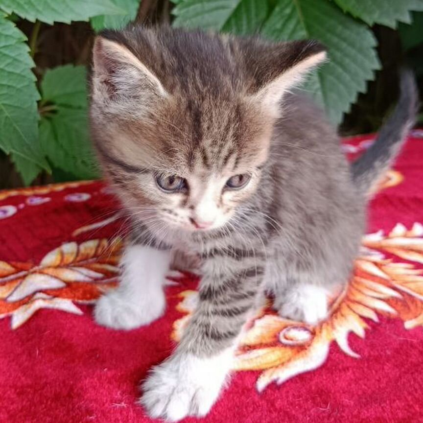 Котёнок в добрые руки