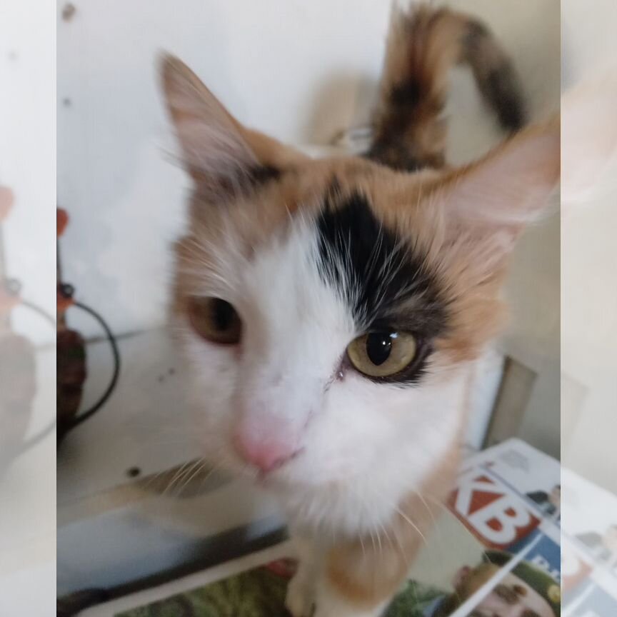 Взрослая, кошка в добрые руки