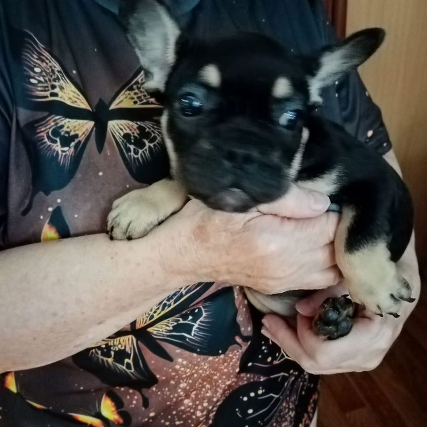 Щенок Французский бульдог