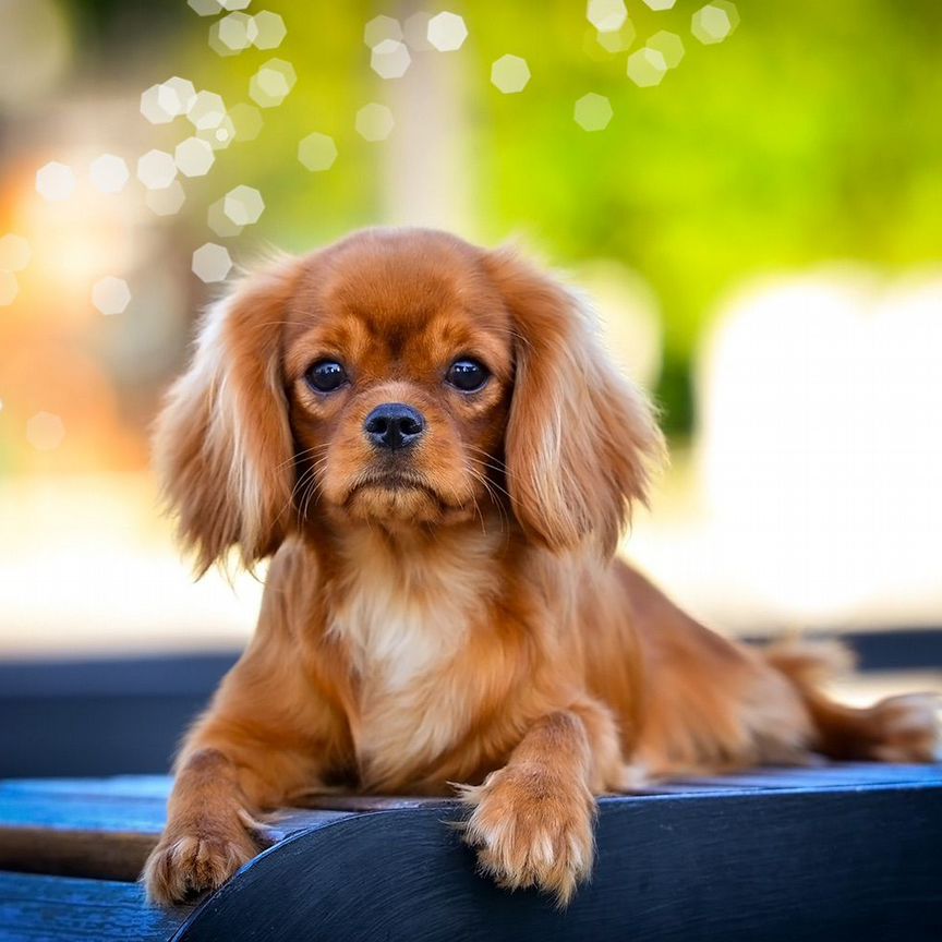 Рубиновое чудо кавалер кинг чарльз спаниель