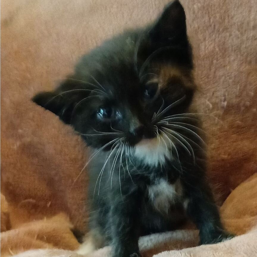 Котята в добрые, ответственные руки
