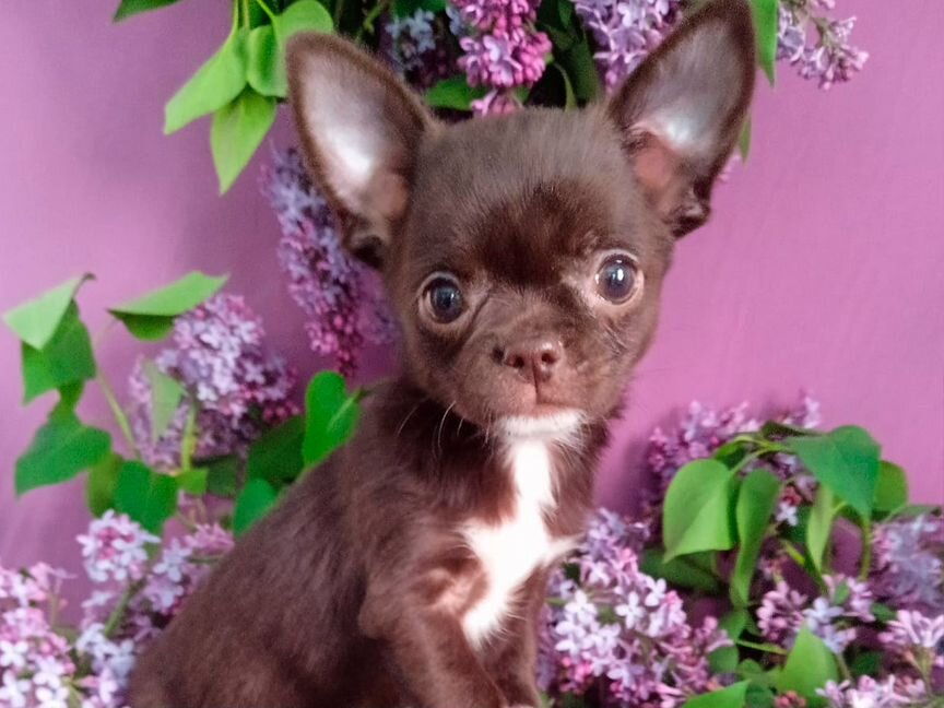 Чихуахуа щенок девочка