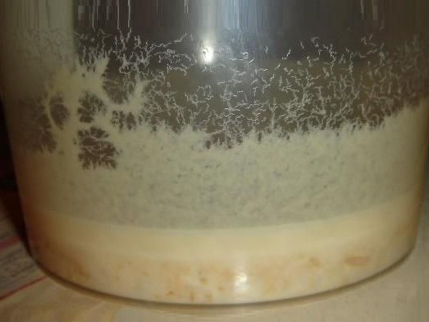 Уксусная угрица (нематода), аулофорус, растения