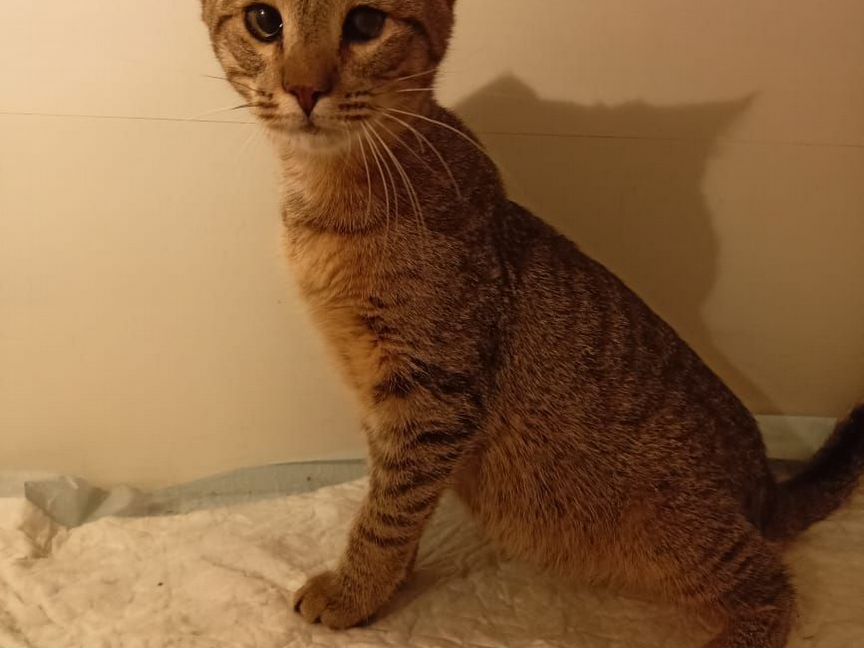 Кот 6 месяцев (еще котенок)