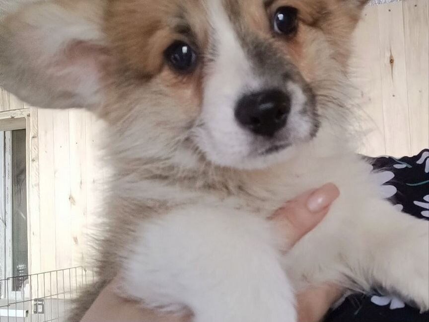 Девочка корги