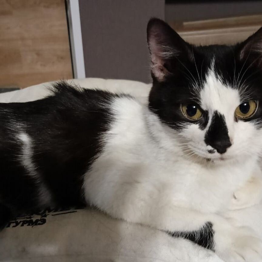 Кошечка в добрые руки