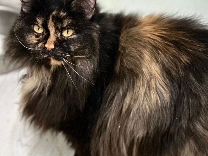 Кошка