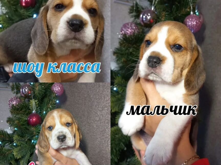 Бигль щенки мальчики и девочки