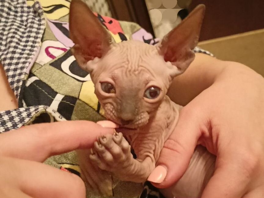 Канадский сфинкс котенок мальчик