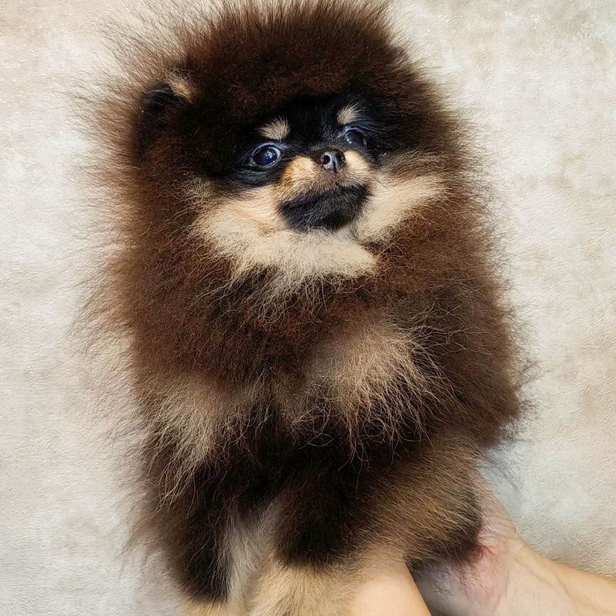 Померанский шпиц мальчишка