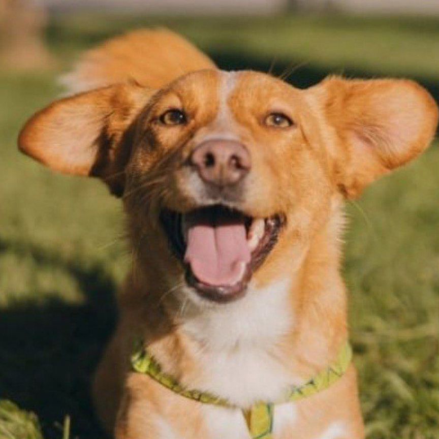 Маленькая собака из приюта