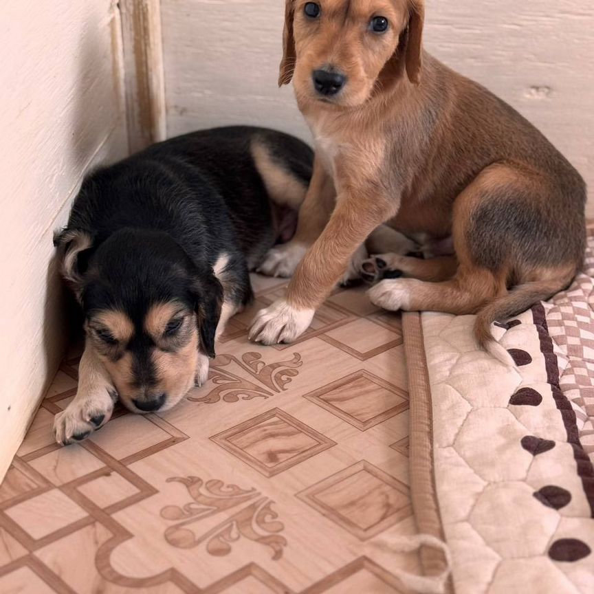 Щенок салюки мальчик