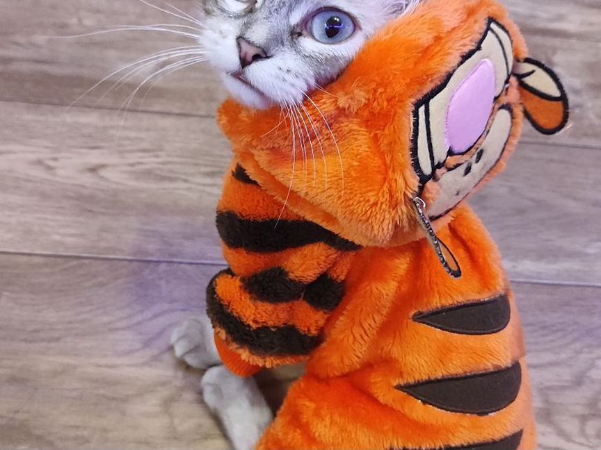 Отдам котов обоих в хорошие руки