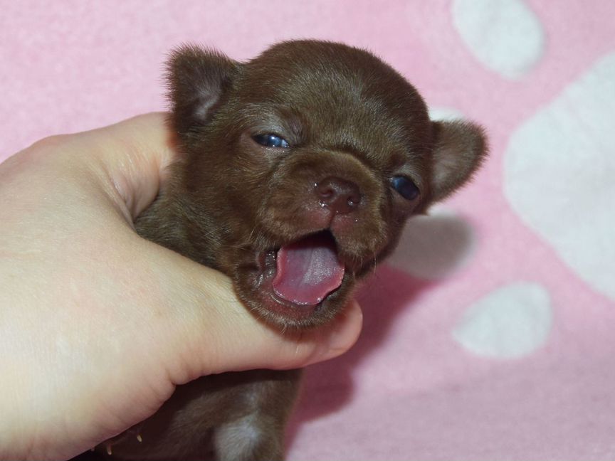 Лиловые, шоколадные, черные щенки чихуахуа