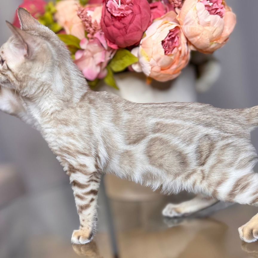 Котик линкс