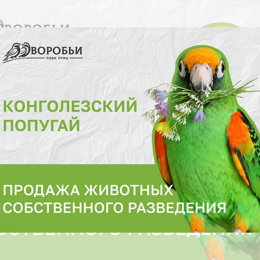 Конголезский попугай