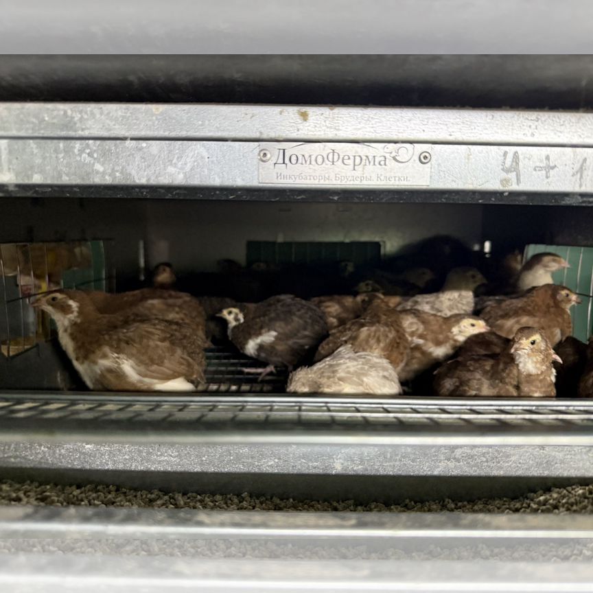 Несушки техасцы перепелки