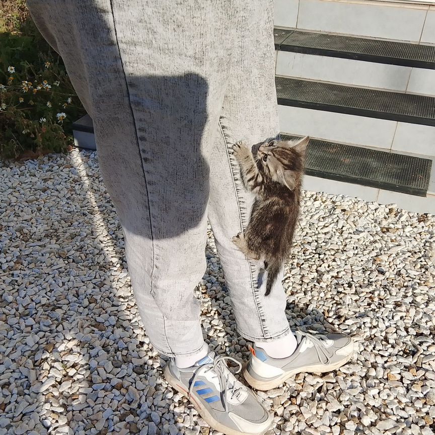 Котёнок в добрые руки